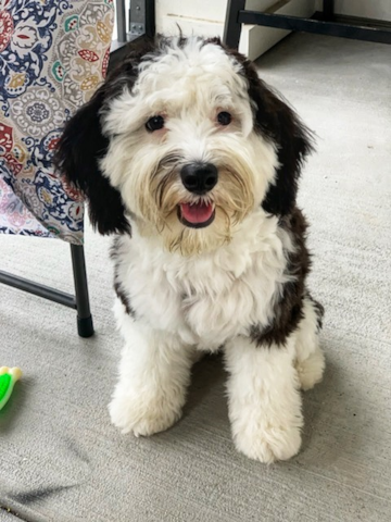 Toy & Mini Sheepadoodle Puppies for Sale | Premier Pups