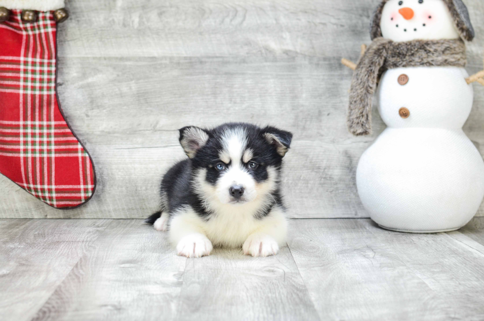 Pomsky puppies for sale | Small cross puppies breeds for sale in Ohio