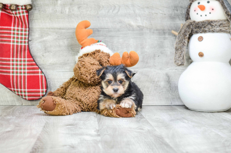 Morkie puppies for sale | Mixed Small Breed puppies for sale