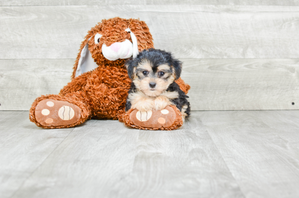 Small breed puppies for sale | Teacup Pups for sale in Ohio – Premier Pups