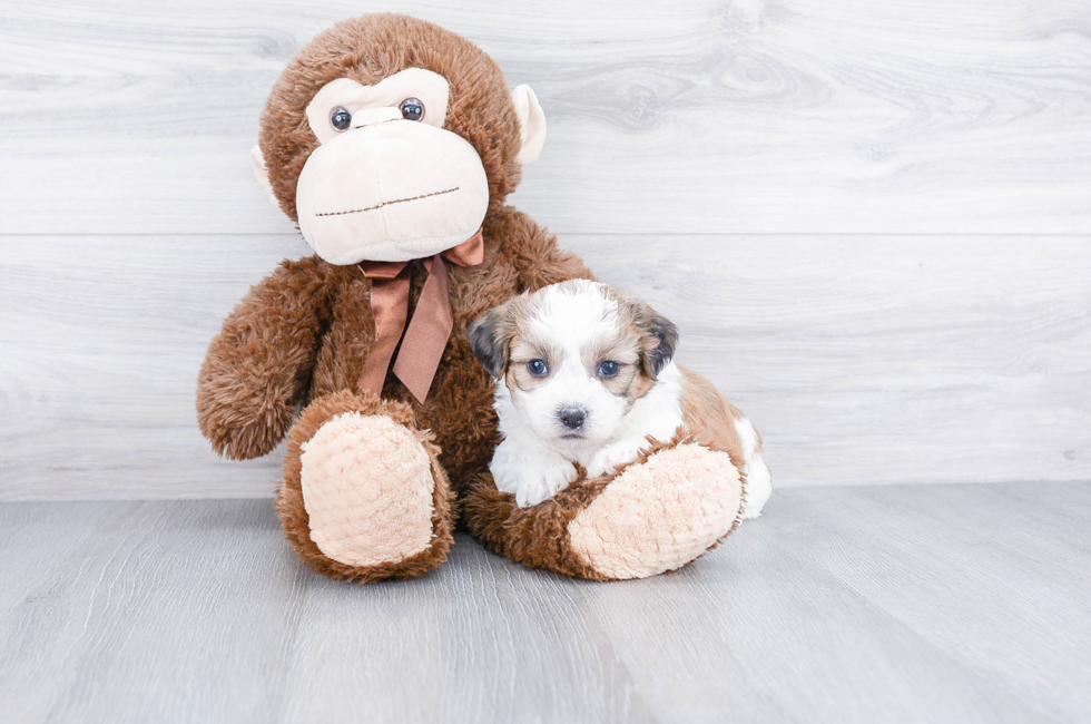 Teddy Bear Puppies for Sale – Shichon Puppies | Premierpups.com