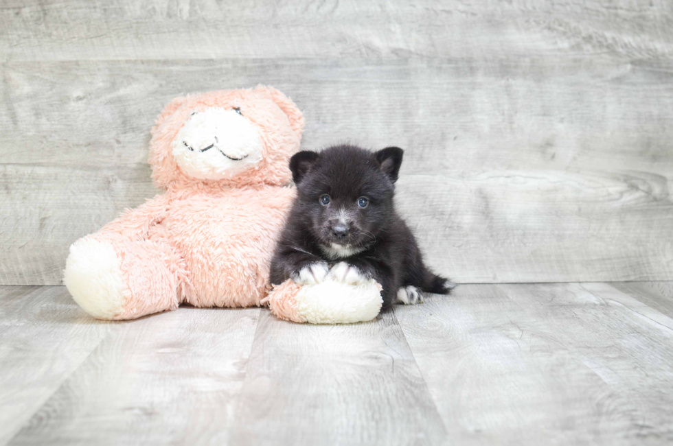 Pomsky puppies for sale | Small cross puppies breeds for sale in Ohio