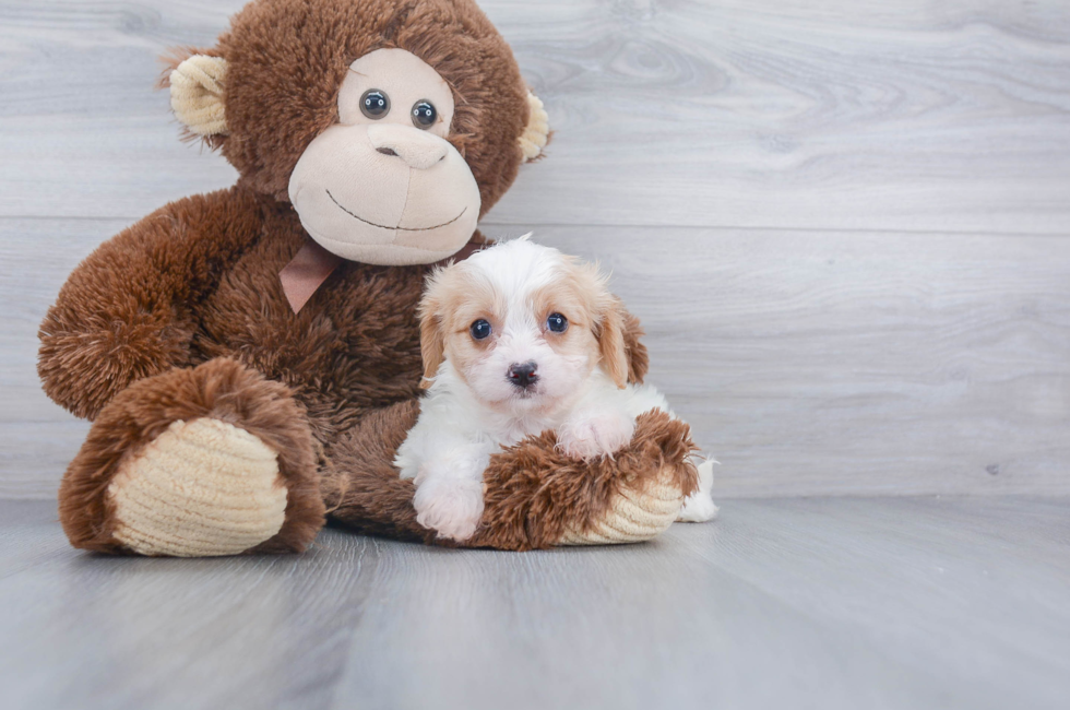 Cavachon Puppies for Sale | Premier Pups located in Ohio