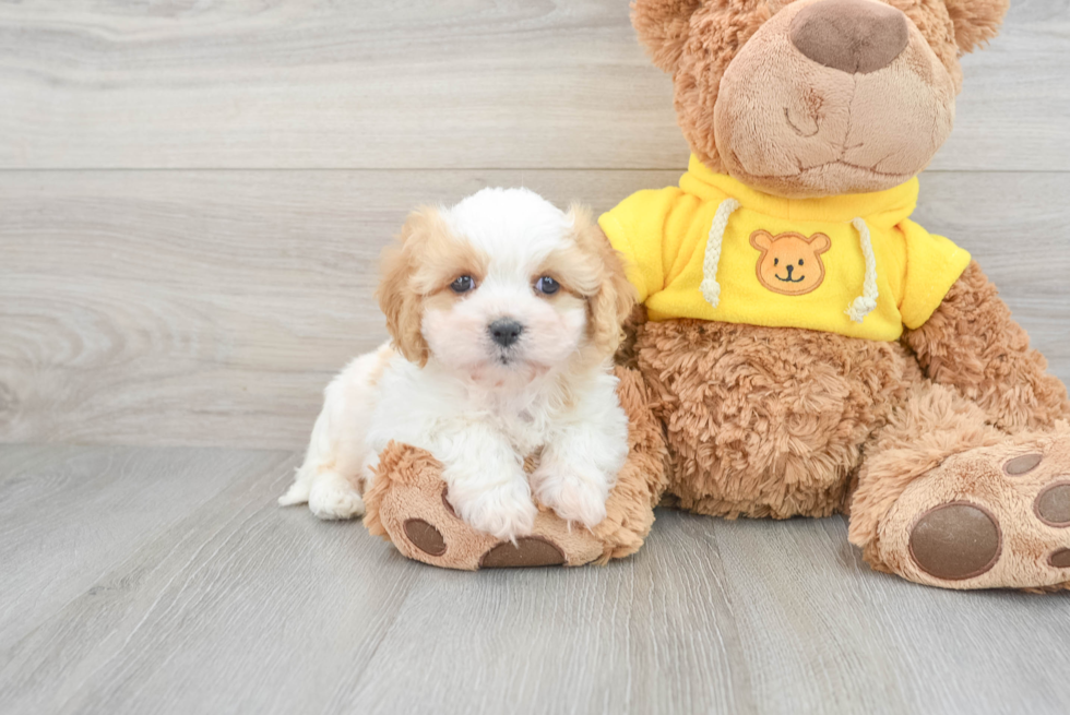 Sweet Cavachon Daffodil: 4lb 12oz Designer Puppy