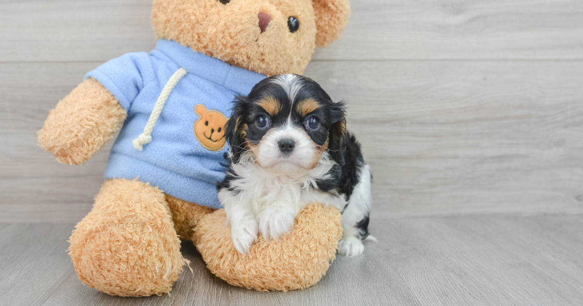 Adorable Cavalier King Charles Spaniel Elizabeth: 3lb 7oz Purebred Puppy