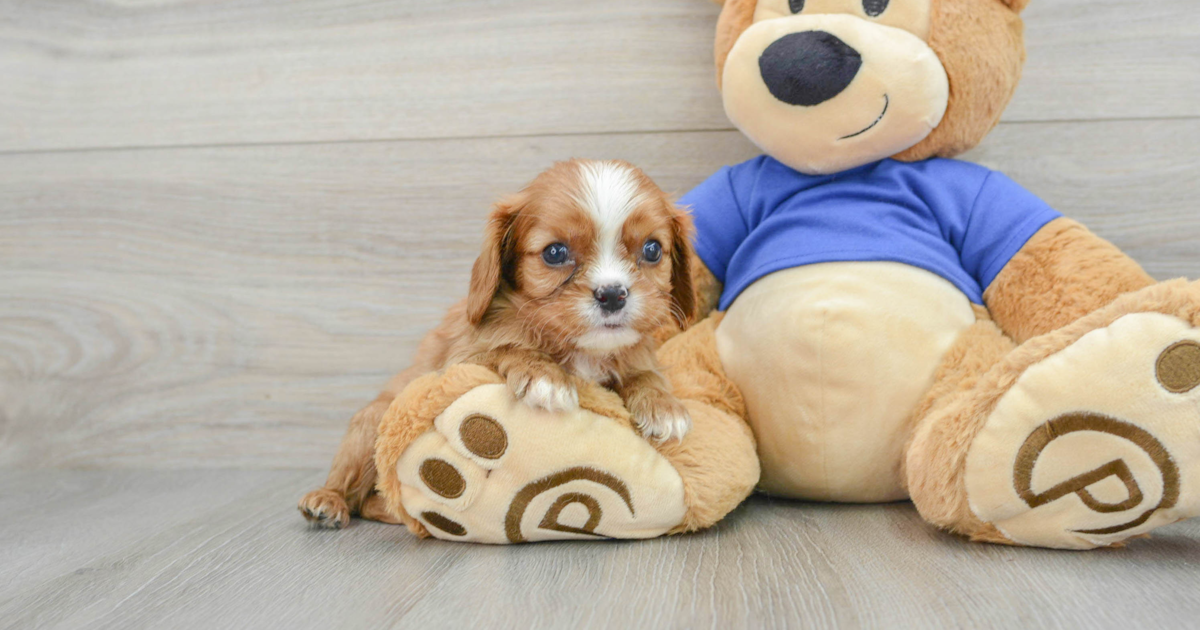 Cavalier King Charles Spaniel Prince: 3lb 2oz Purebred Puppy
