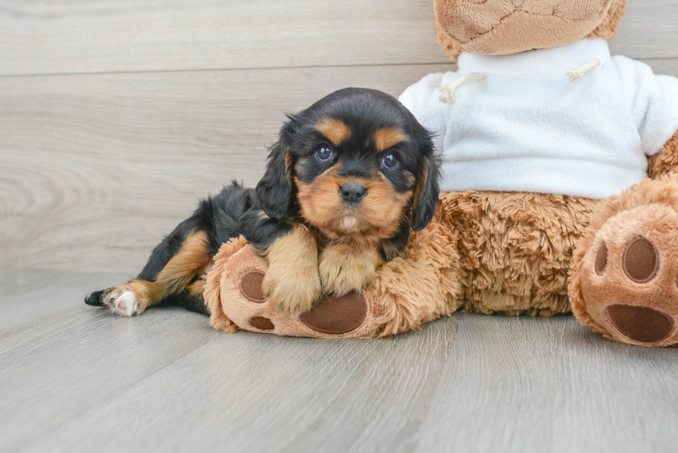 Cavalier King Charles Spaniel Princess: 3lb 2oz Purebred Puppy