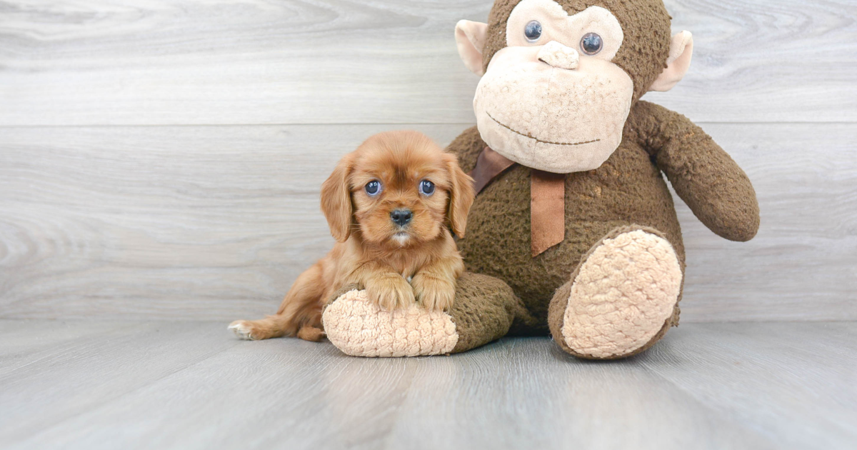 Fluffy Cavalier King Charles Spaniel Princess: 3lb 11oz Purebred Puppy