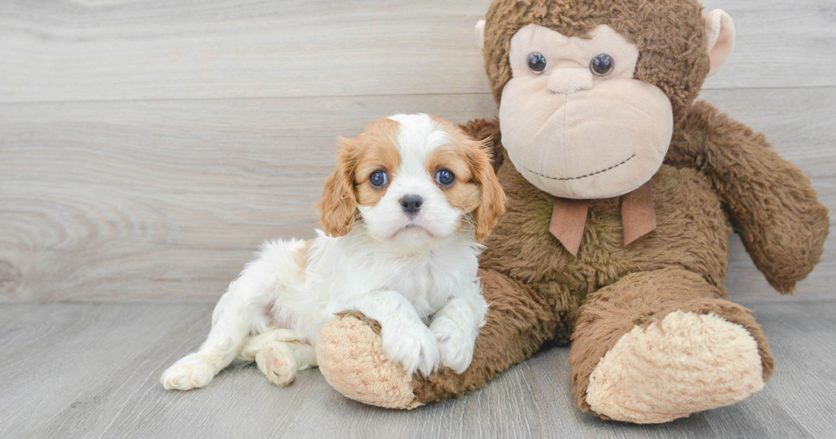 Akc Registered Cavalier King Charles Spaniel Princess: 2lb 15oz ...