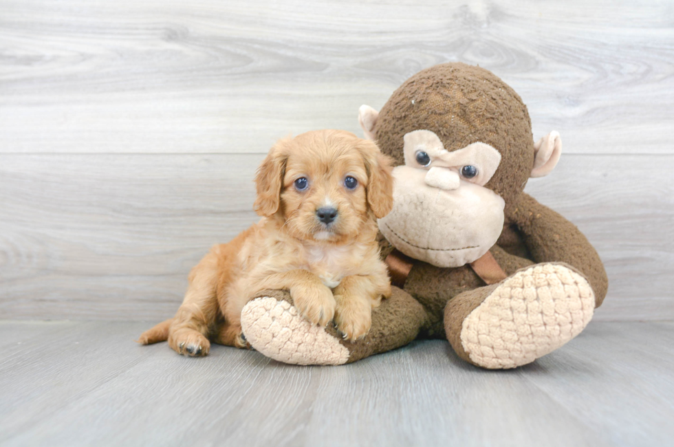 Cavapoo Puppies for Sale