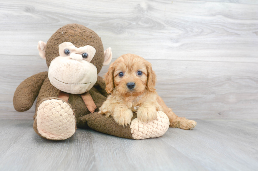 Cavapoo Puppies for Sale