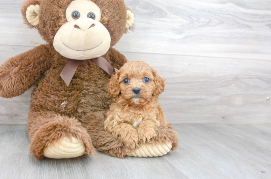 Cavapoochon Puppies