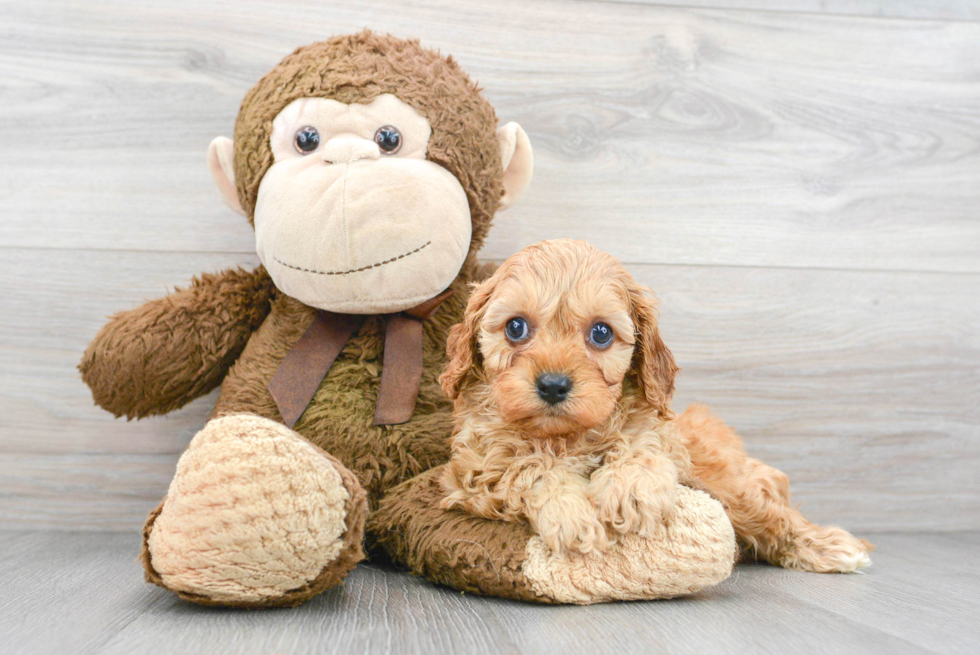 Funny Cavapoo Bodega: 3lb 2oz Doodle Puppy
