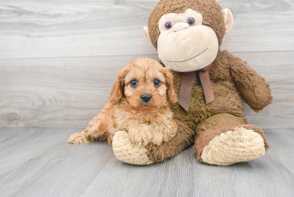 Small Cavapoo Boomer: 3lb 3oz Doodle Puppy