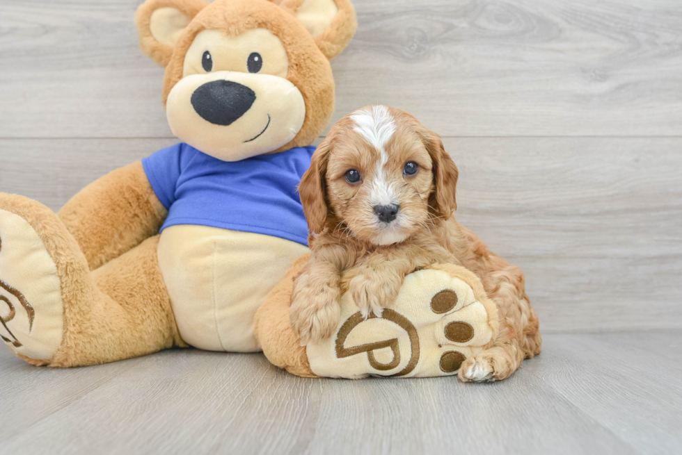 Fluffy Cavapoo Cooper: 4lb 15oz Doodle Puppy