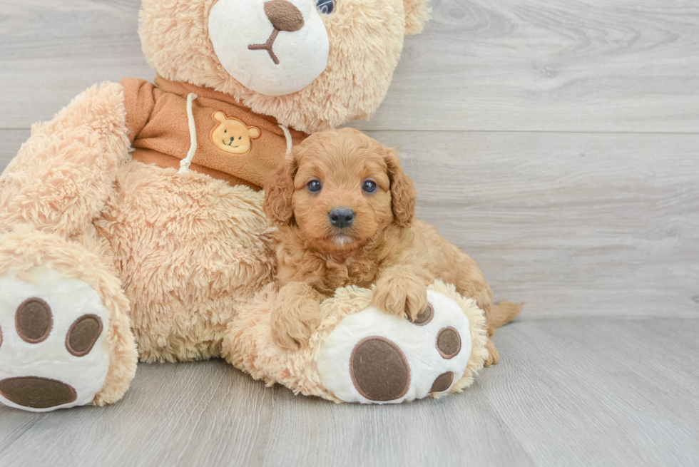 Cavapoo Cooper: 3lb 6oz Doodle Puppy