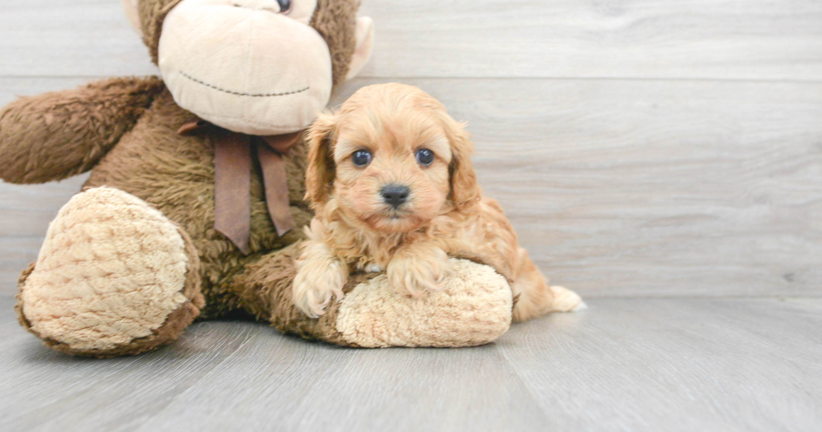 Funny Cavapoo Cooper: 1lb 13oz Doodle Puppy
