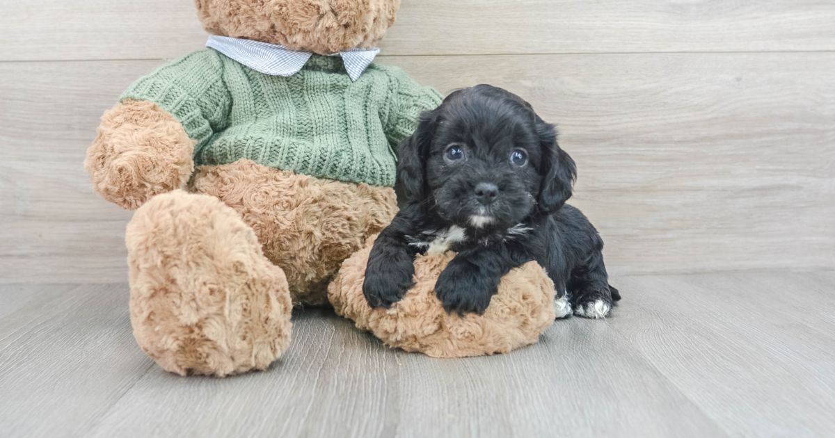 Fluffy Cavapoo Dale: 3lb 10oz Doodle Puppy