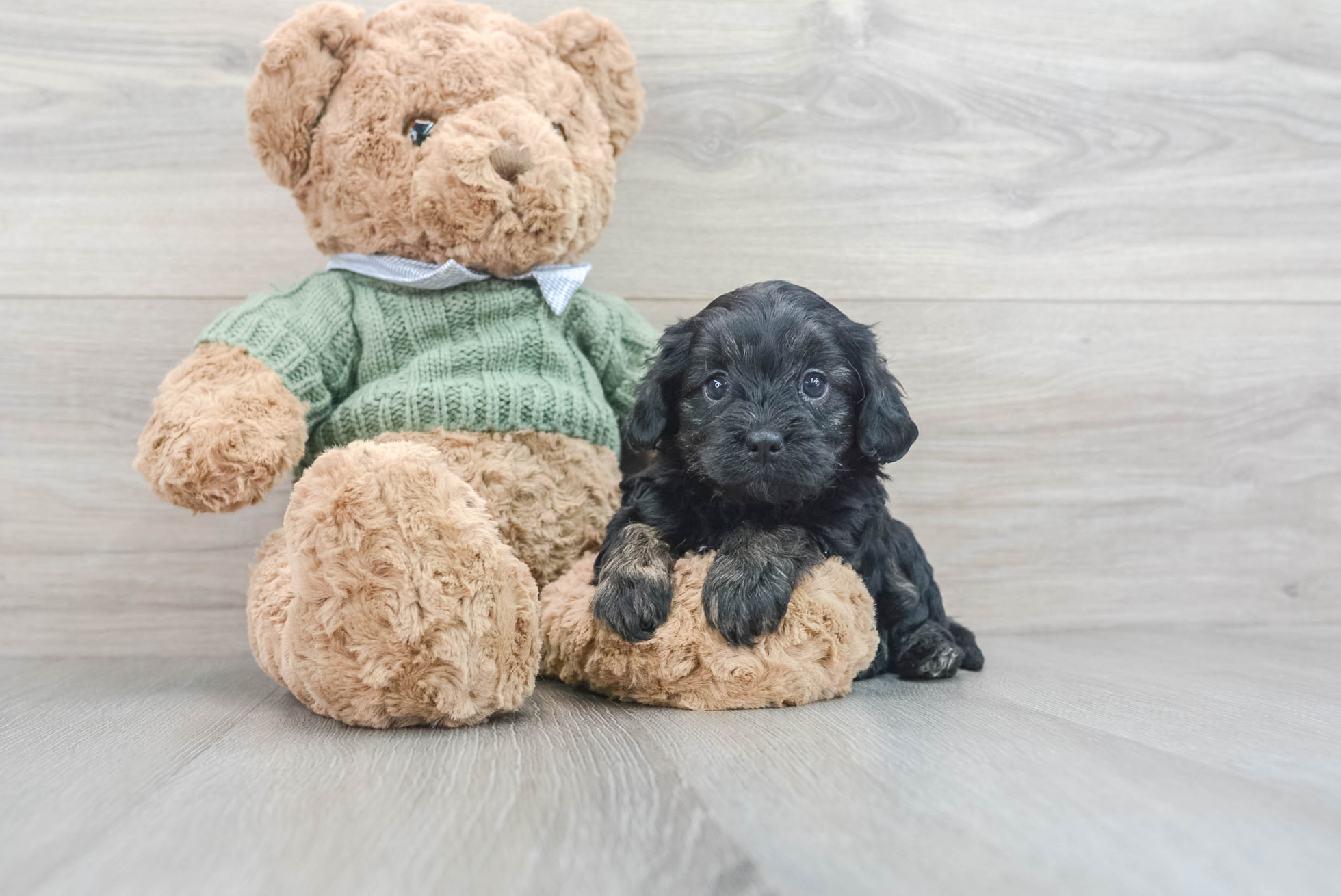 Funny Cavapoo Dodie: 3lb 2oz Doodle Puppy