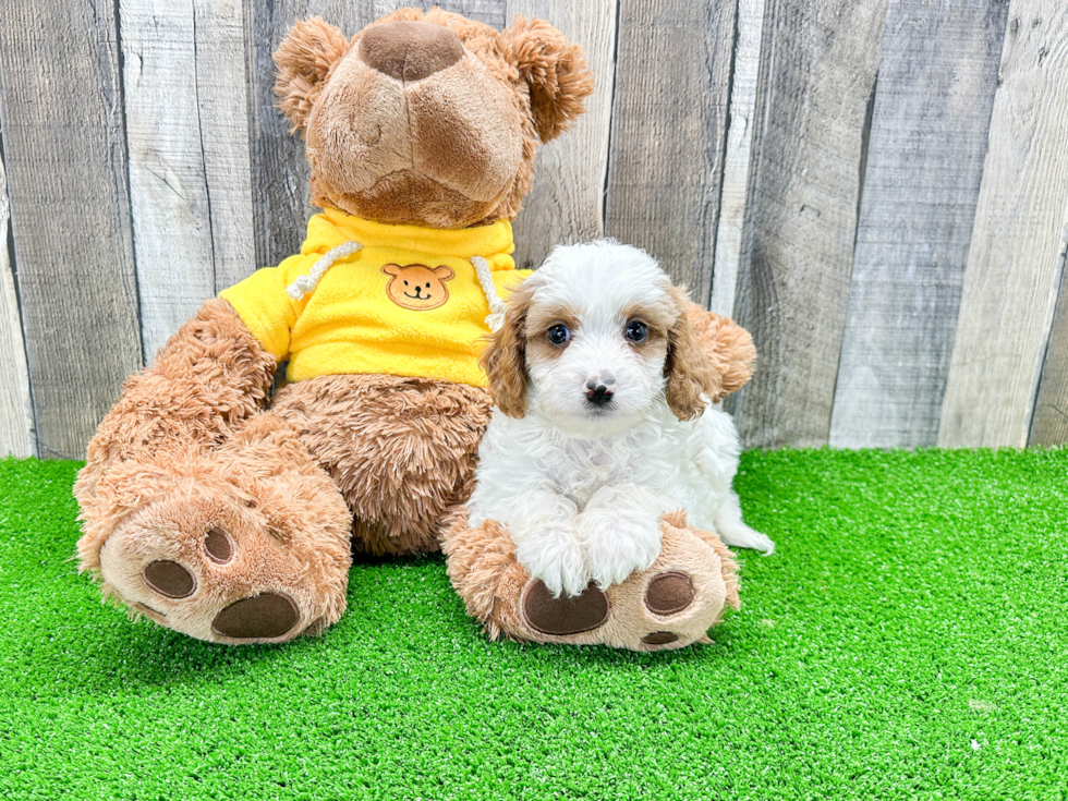 Playful Cavapoo Donnie: 5lb 10oz Doodle Puppy