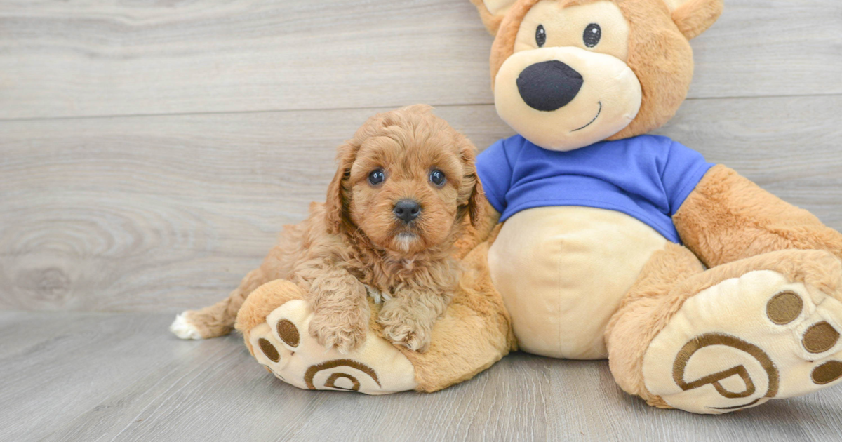 Fluffy Cavapoo Elsie: 4lb 15oz Doodle Puppy