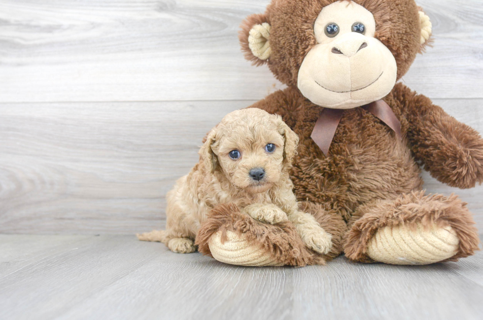 Cavapoo Puppies for Sale