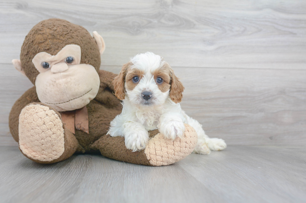 Cavapoo Puppies for Sale