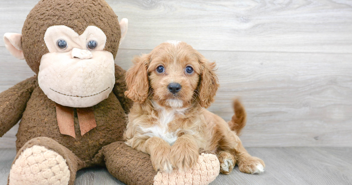 Playful Cavapoo Everett: 5lb 15oz Doodle Puppy