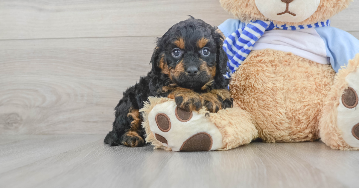 Happy Cavapoo Fido: 5lb 15oz Doodle Puppy