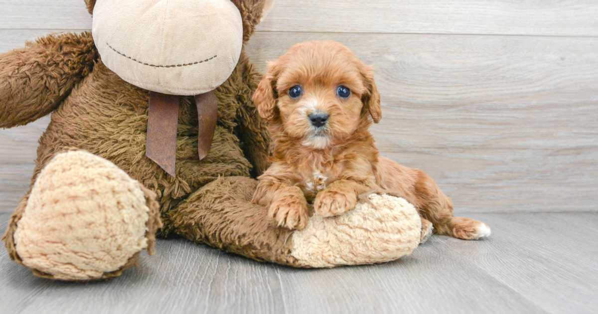 Funny Cavapoo Flash: 2lb 12oz Doodle Puppy