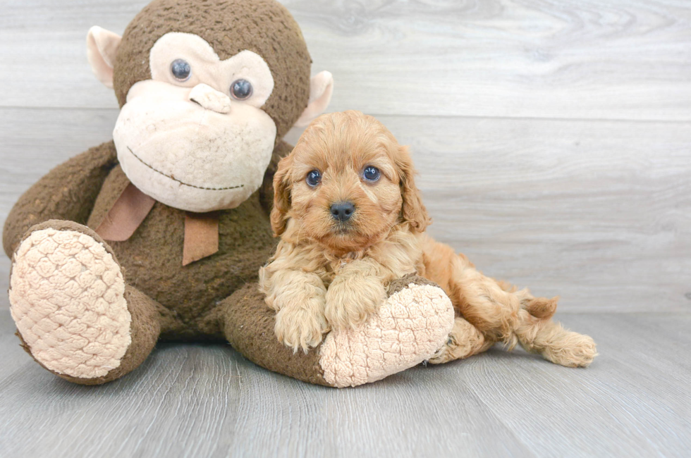 Cavapoo Puppies for Sale