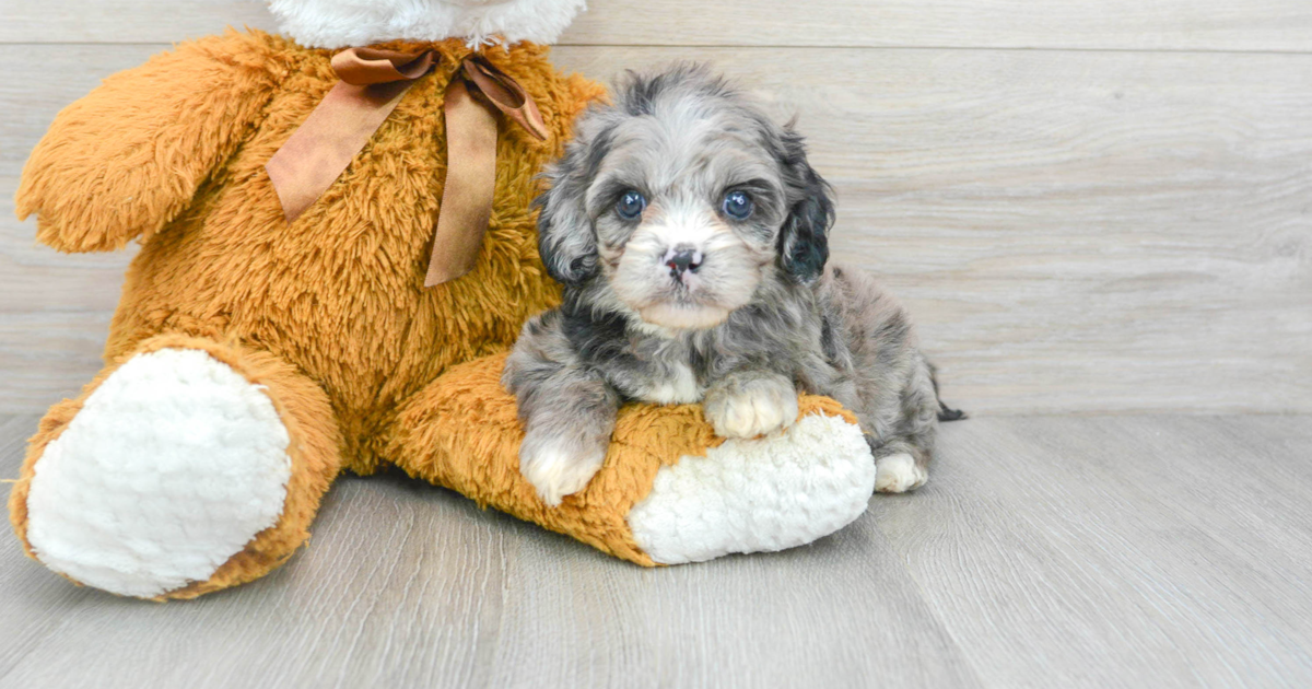 Funny Cavapoo Francisco: 3lb 11oz Doodle Puppy