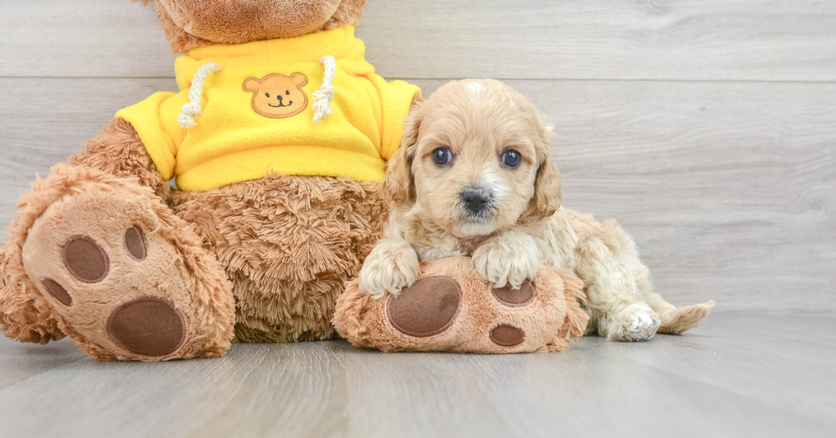 Funny Cavapoo Gabe: 4lb 6oz Doodle Puppy