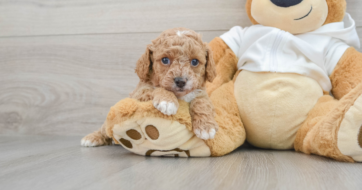 Petite Cavapoo Gemma - Meet Today in Pilesgrove!: 3lb 7oz Doodle Puppy