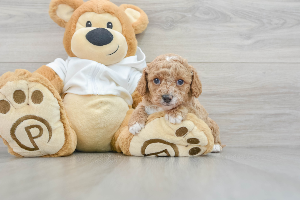 Petite Cavapoo Gemma - Meet Today in Pilesgrove!: 3lb 7oz Doodle Puppy