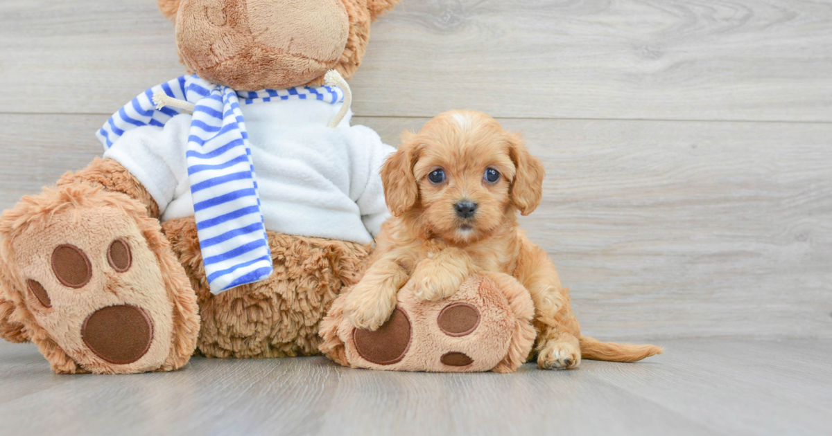 Playful Cavapoo Geneva: 2lb 10oz Doodle Puppy