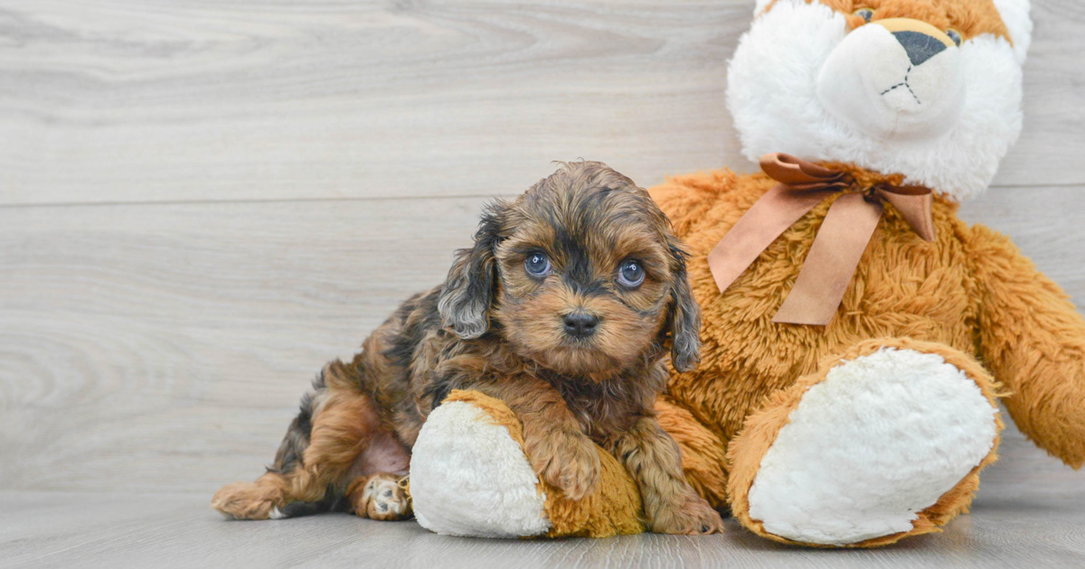 Smart Cavapoo Happy: 3lb 10oz Doodle Puppy