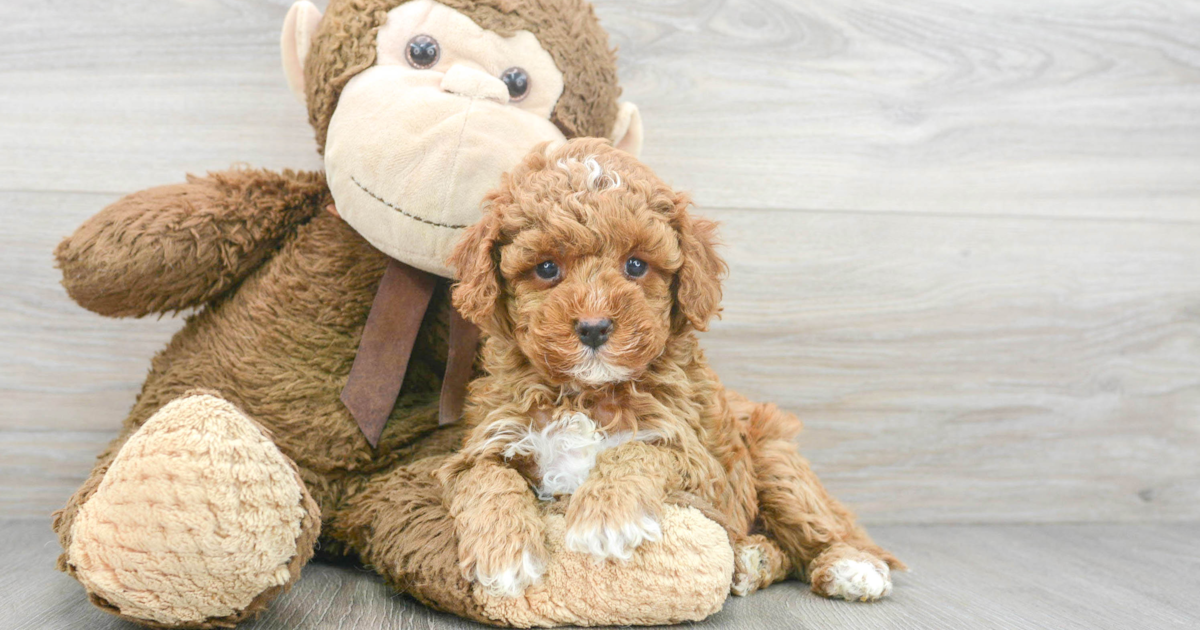 Sweet Cavapoo Happy: 3lb 7oz Doodle Puppy