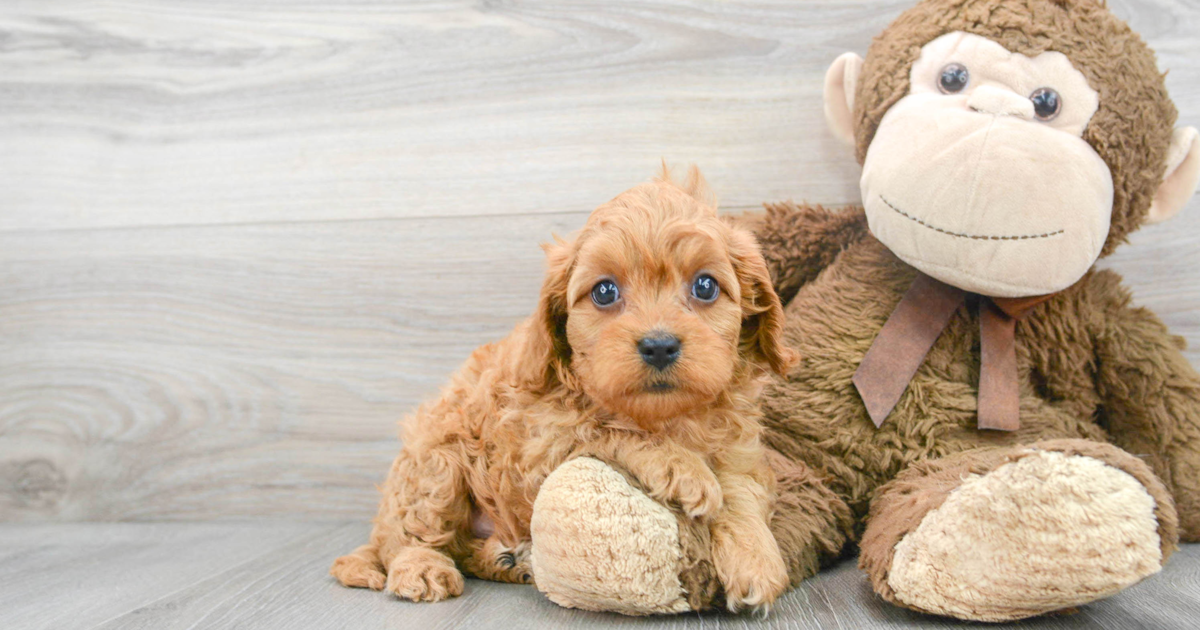 Playful Cavapoo Happy: 3lb 10oz Doodle Puppy