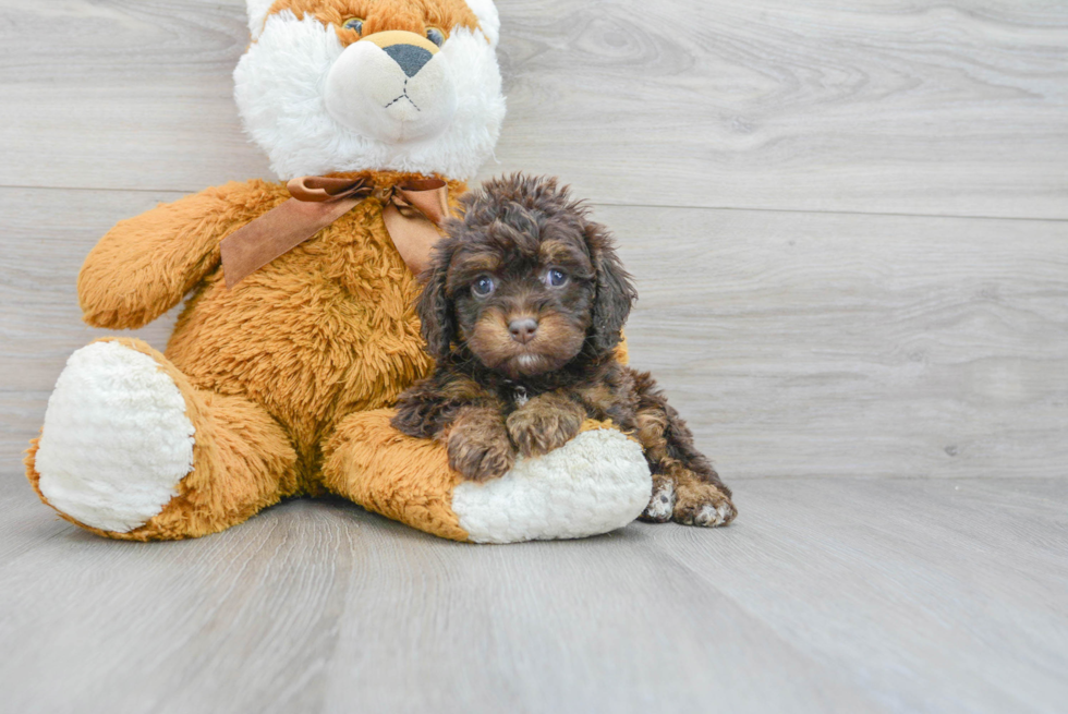 Happy Cavapoo Hazelnut: 3lb 9oz Doodle Puppy