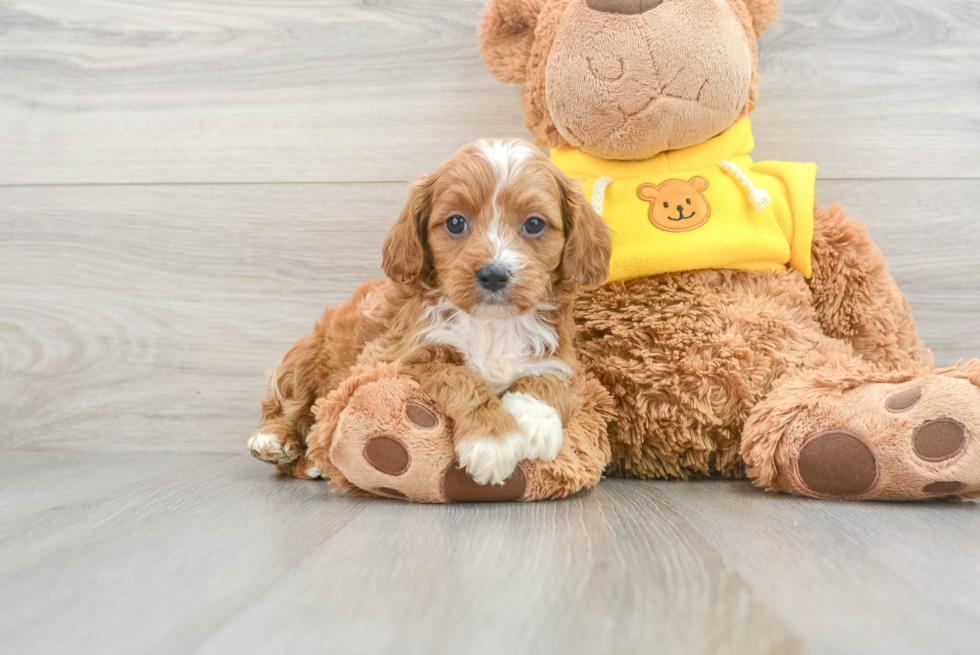 Cavapoo Hazelnut: 2lb 15oz Doodle Puppy