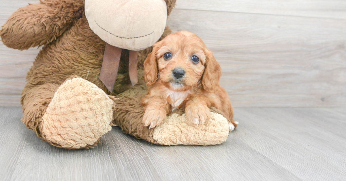 Small Cavapoo Heather: 3lb 9oz Doodle Puppy