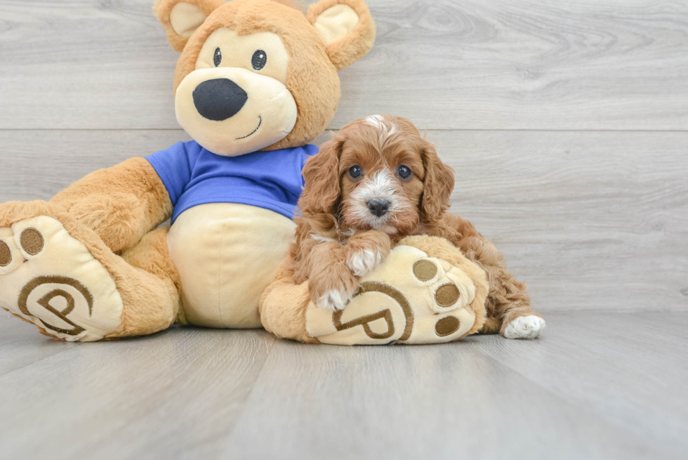 Playful Cavapoo Hildee: 5lb 14oz Doodle Puppy