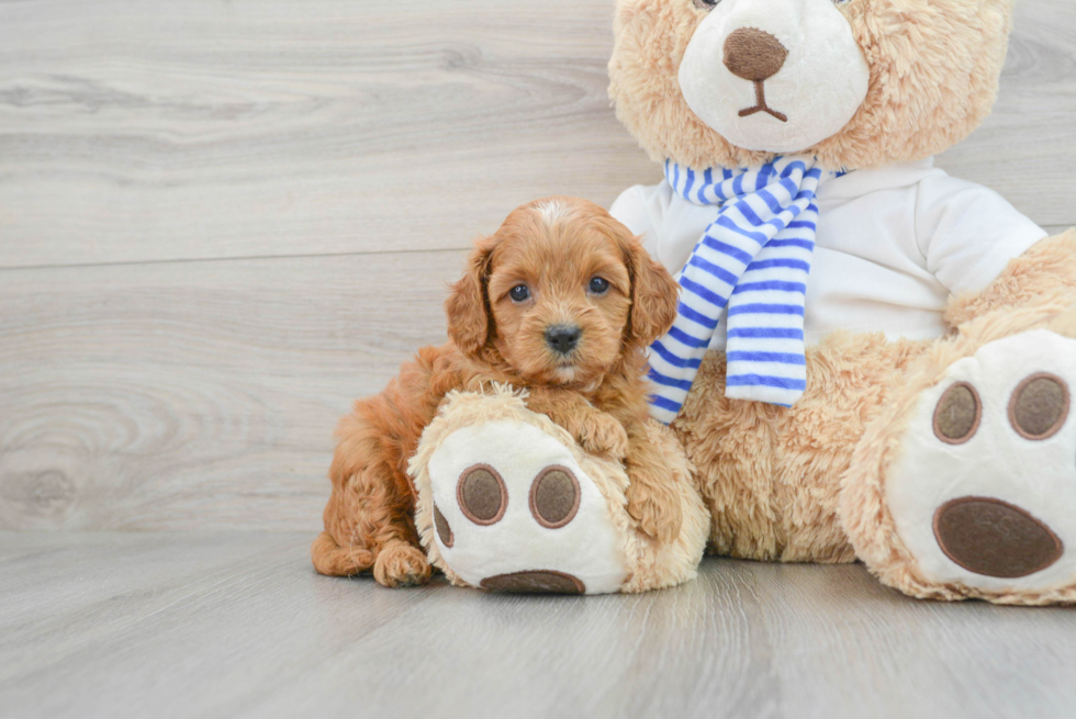 Happy Cavapoo Honey: 4lb 6oz Doodle Puppy