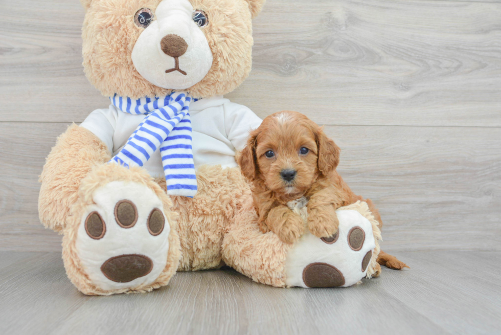 Happy Cavapoo Honey: 4lb 6oz Doodle Puppy