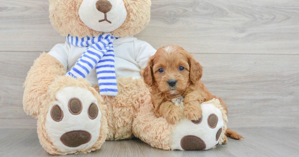 Happy Cavapoo Honey: 4lb 6oz Doodle Puppy