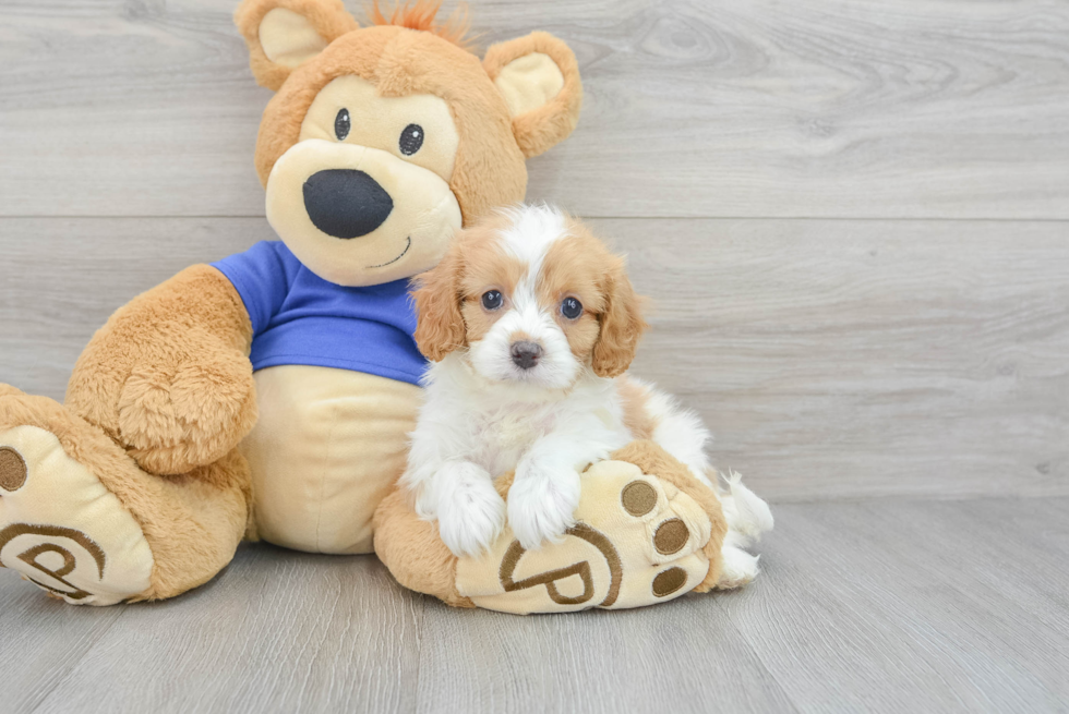 Happy Cavapoo Honey: 3lb 13oz Doodle Puppy