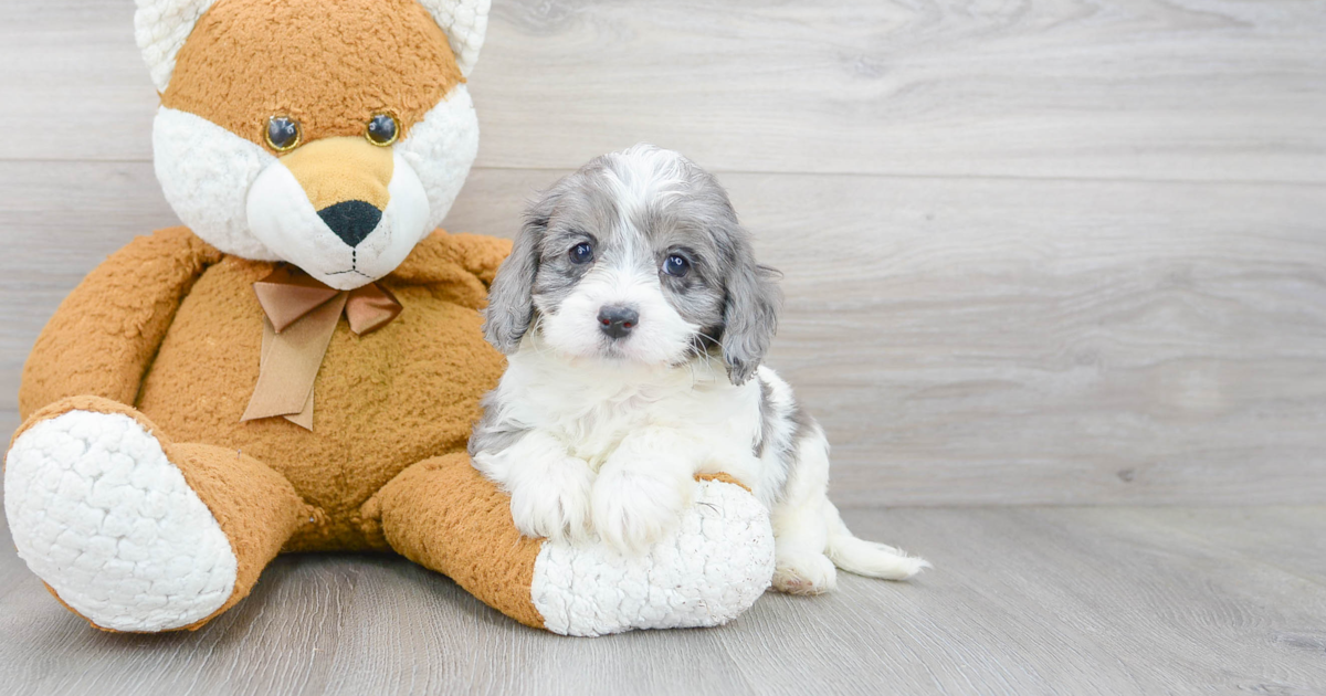 Funny Cavapoo Honey: 3lb 5oz Doodle Puppy