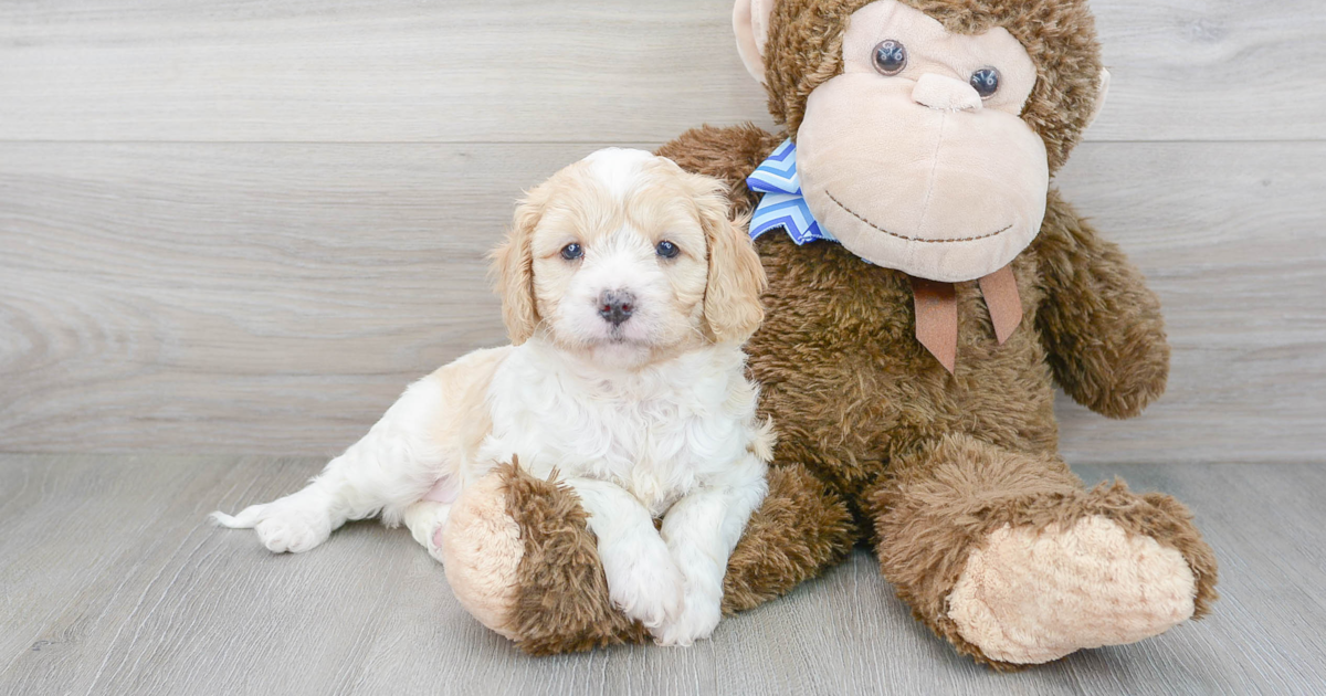 Fluffy Cavapoo Honey: 5lb 15oz Doodle Puppy