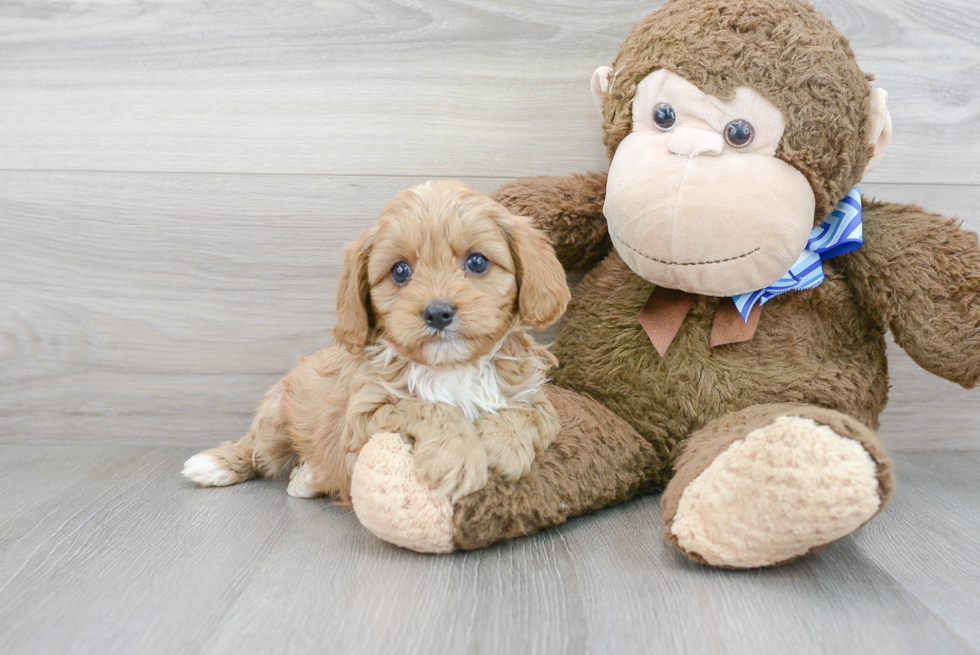 Adorable Cavapoo Honey: 4lb 4oz Doodle Puppy